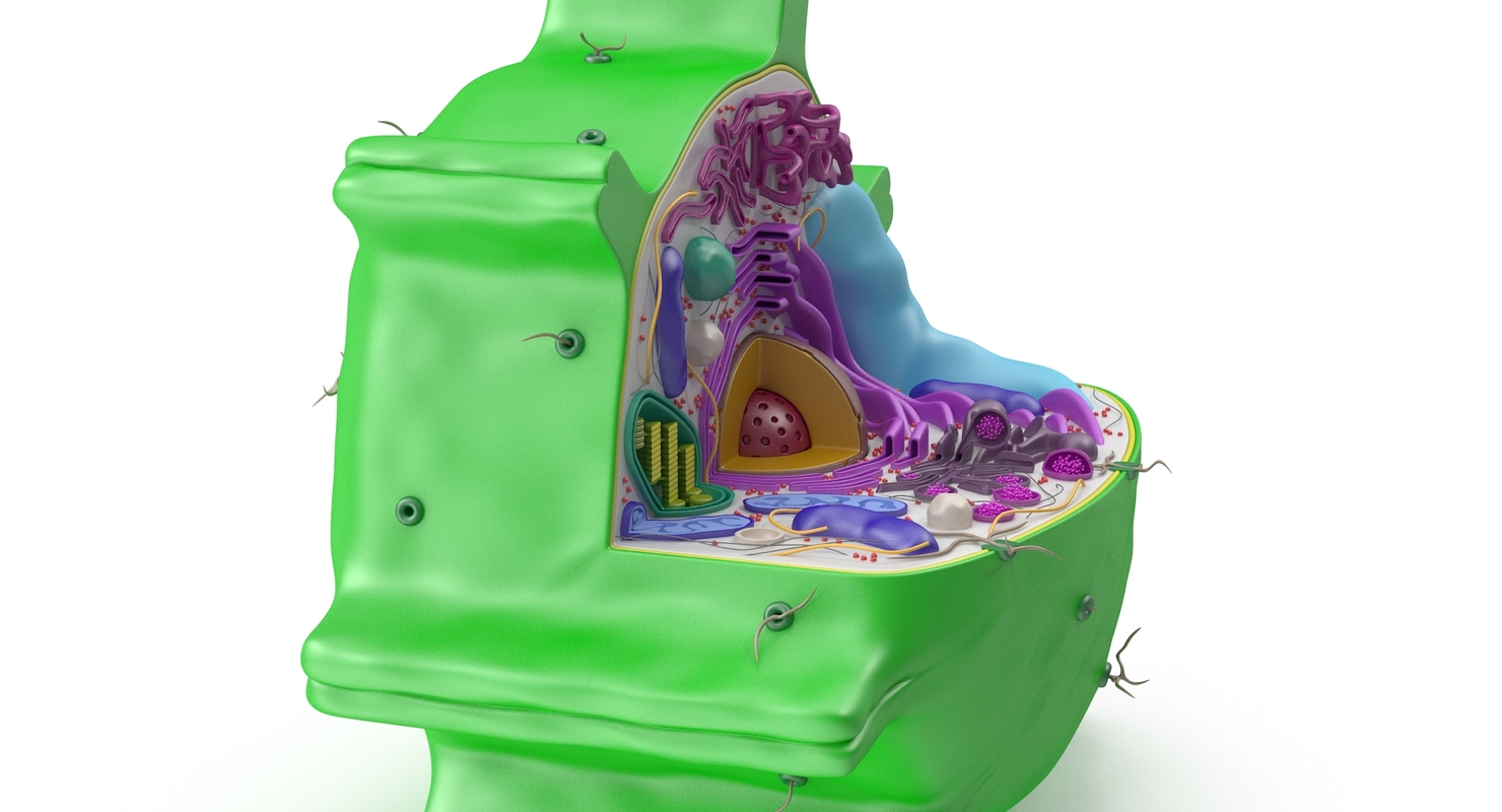 Modello 3D Cellula vegetale - TurboSquid 1128058