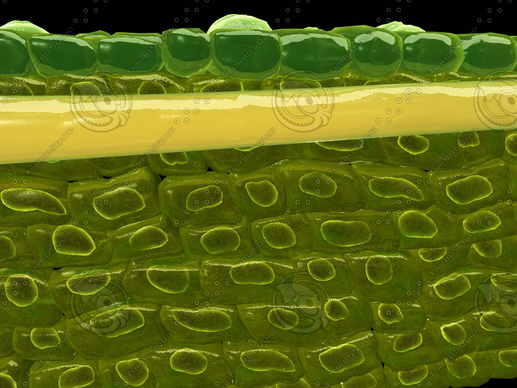mesophyll cells plant 3d model