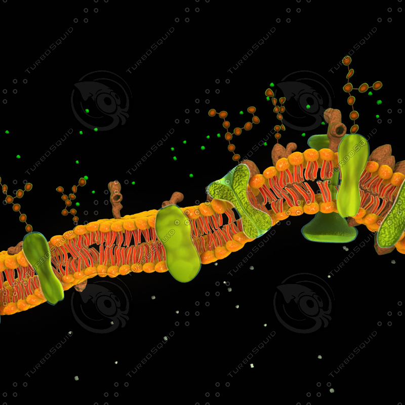 cell membrane 3d model