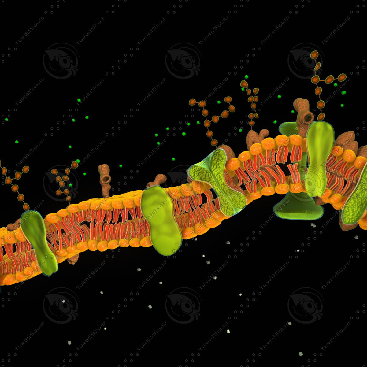 cell membrane 3d model
