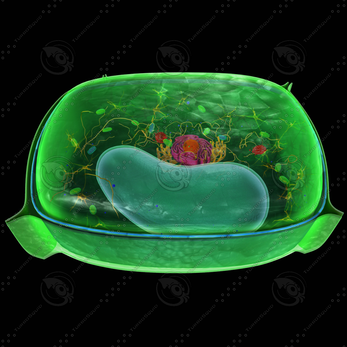 3d model plant cell