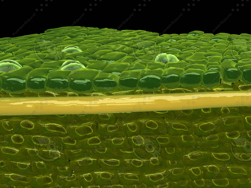 Mesophyll Cells Plant 3d Model mesophyll-cells-plant-3d-model