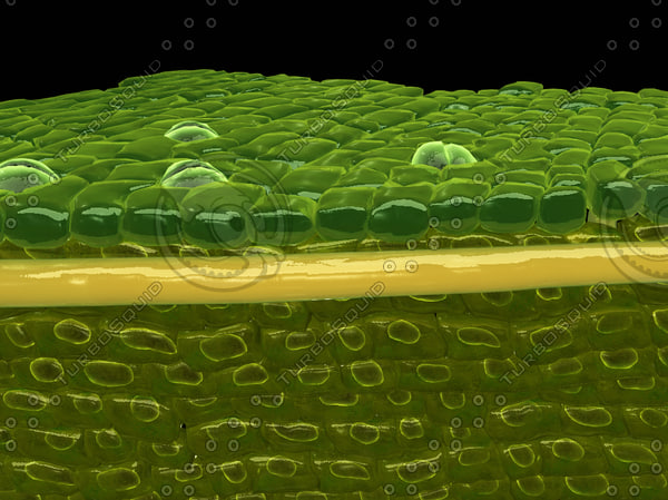 mesophyll cells plant 3d model