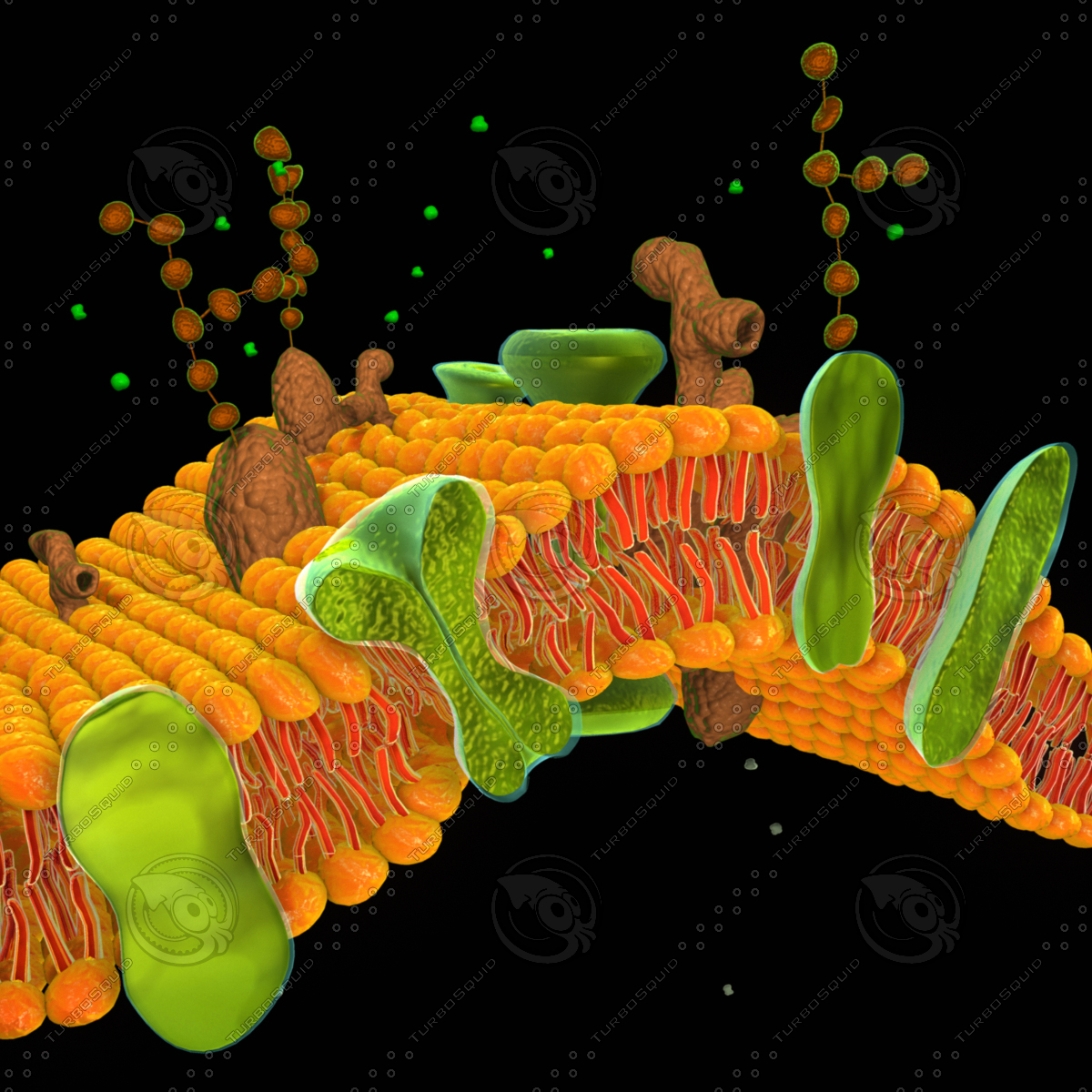 cell membrane 3d model