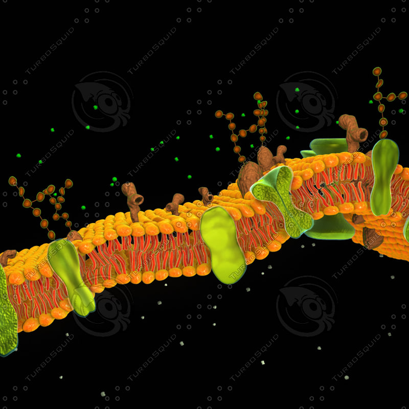 cell membrane 3d model