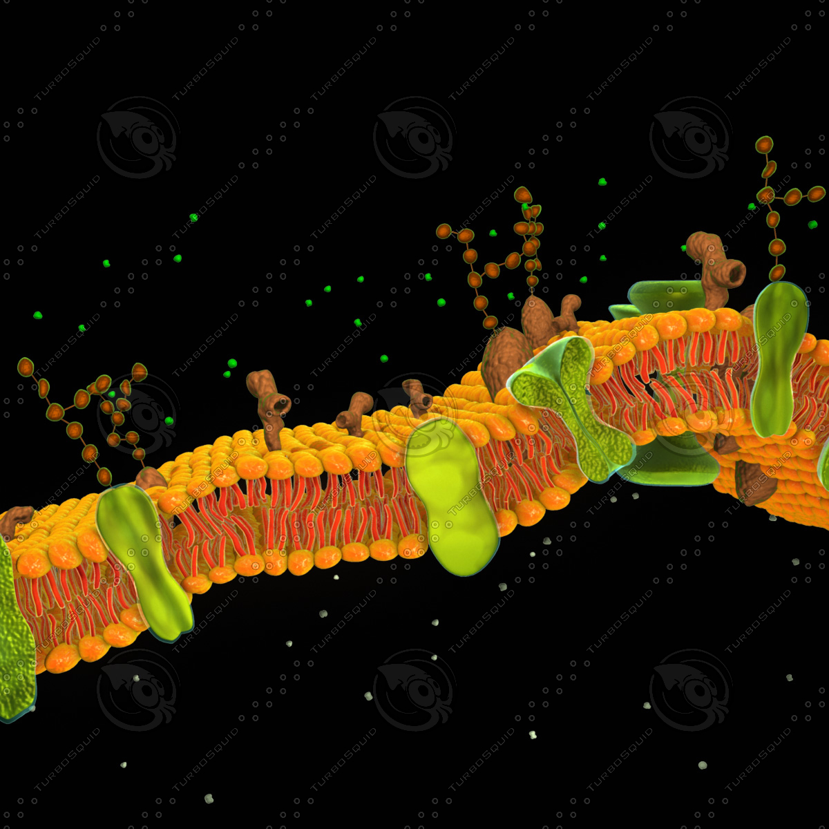 cell membrane 3d model