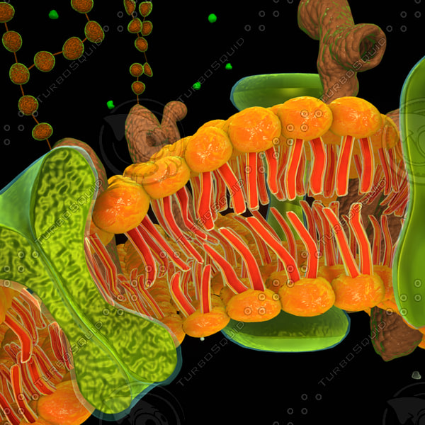 cell membrane 3d model