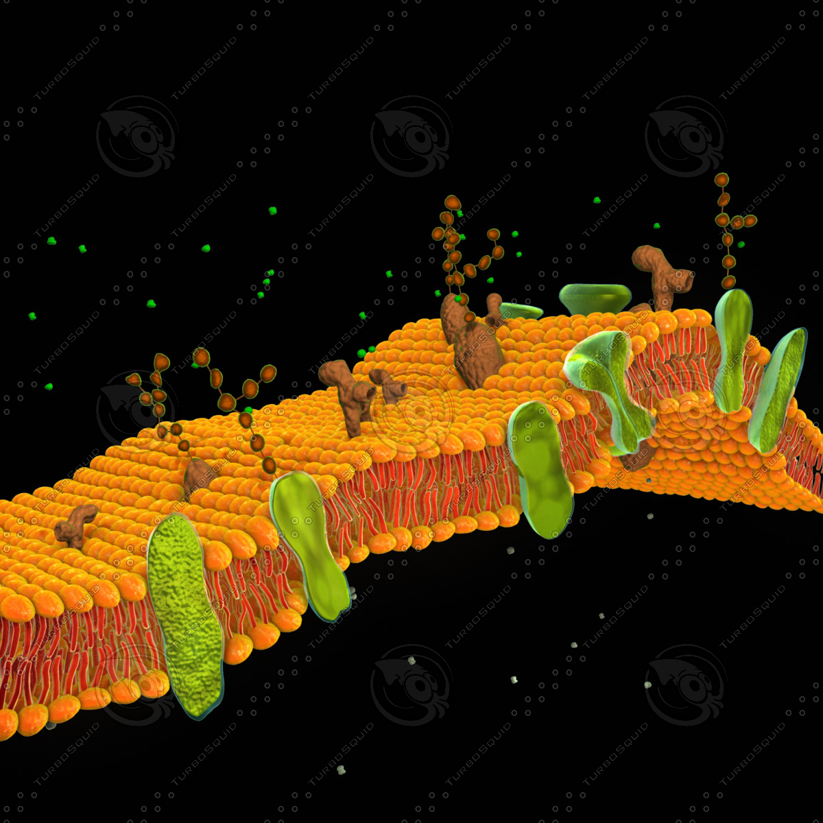 cell membrane 3d model