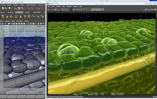 mesophyll cells plant 3d model