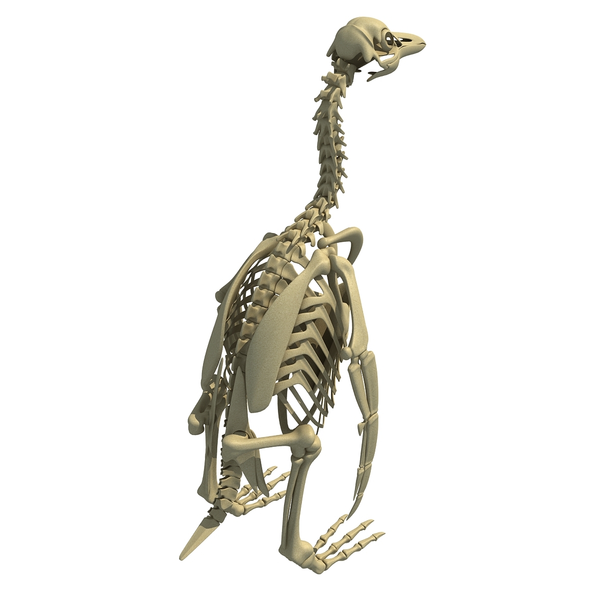 penguin skeleton 3d model