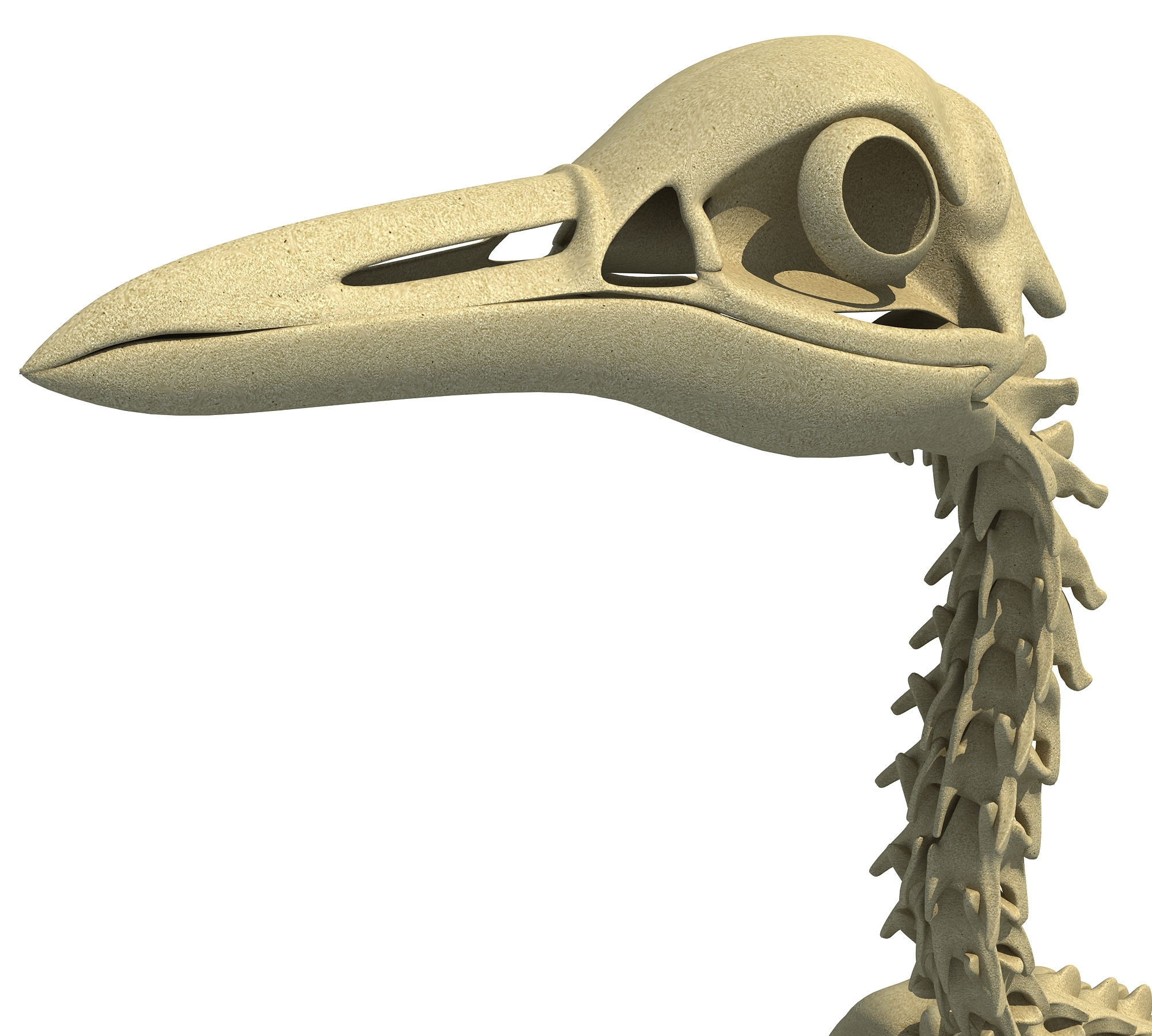 penguin skeleton 3d model