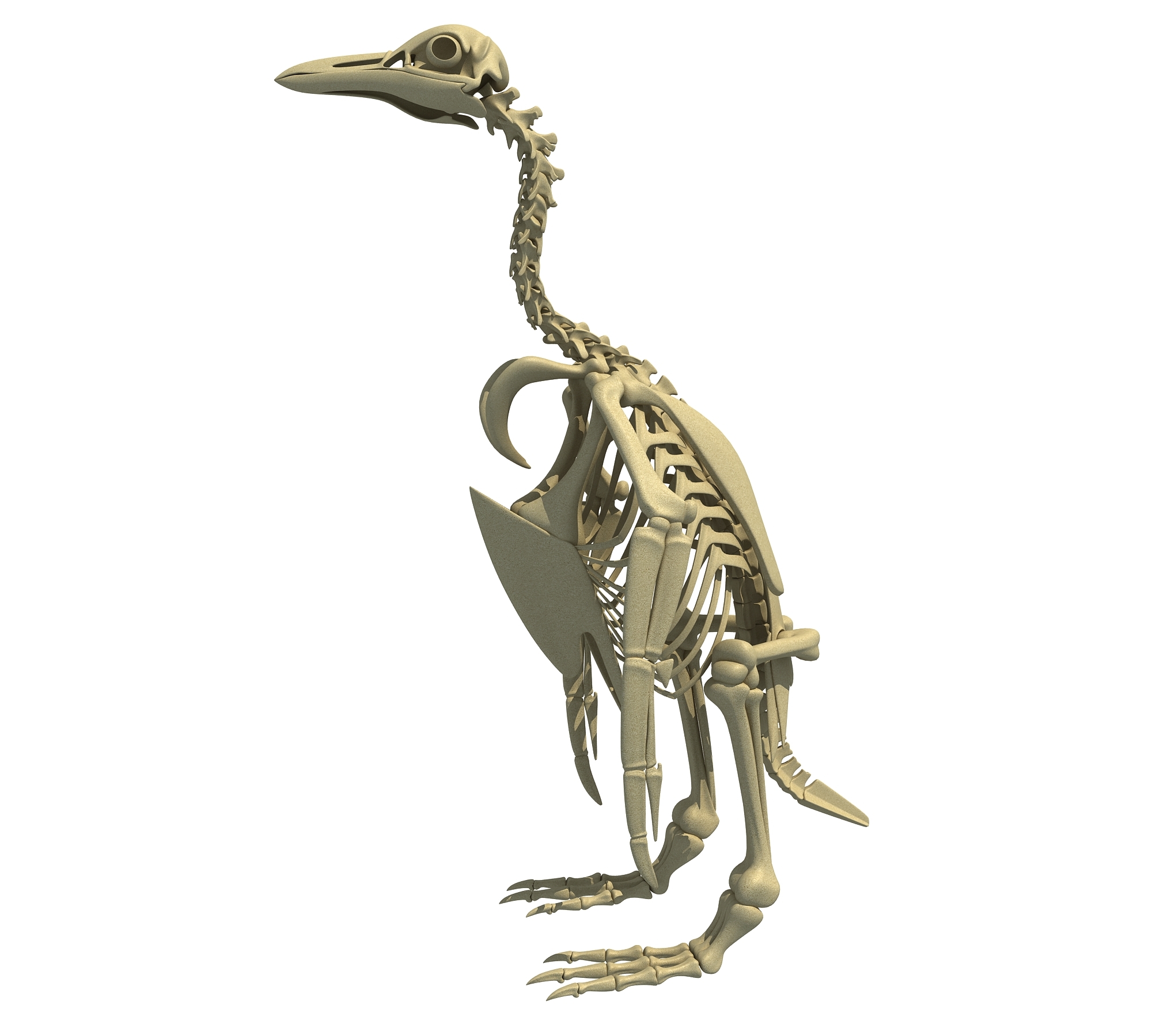 penguin skeleton 3d model