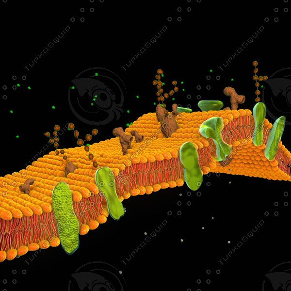 cell membrane 3d model