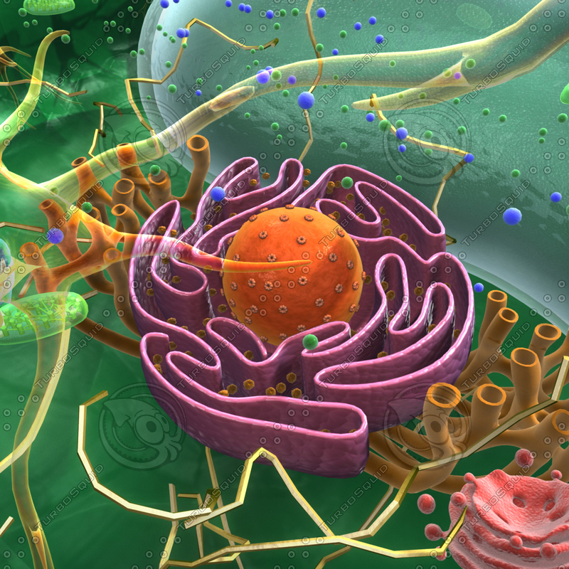 3d Model Plant Cell 3d Model Plant Cell