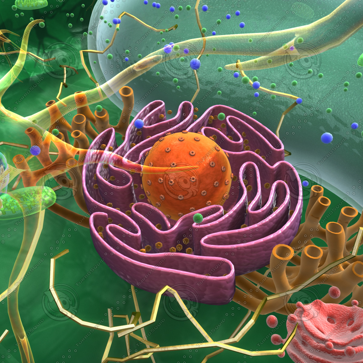 3d Model Plant Cell