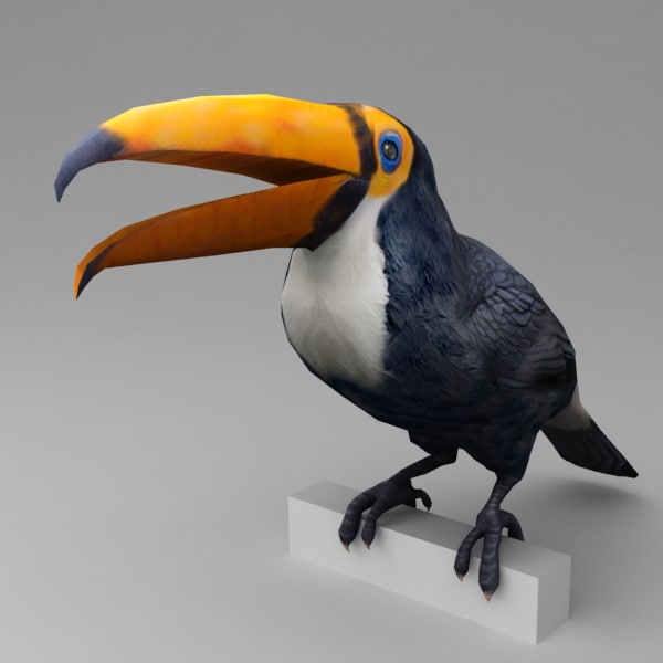 3d model of rigged toucan