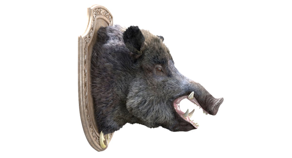 wild boar head max