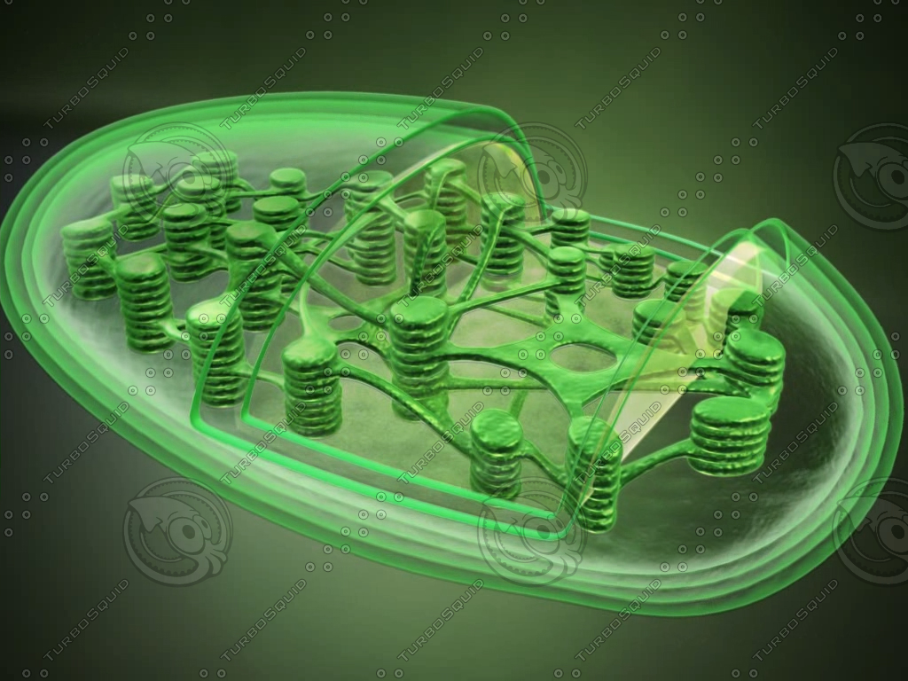 modelo 3d Cloroplasto - TurboSquid 1129522