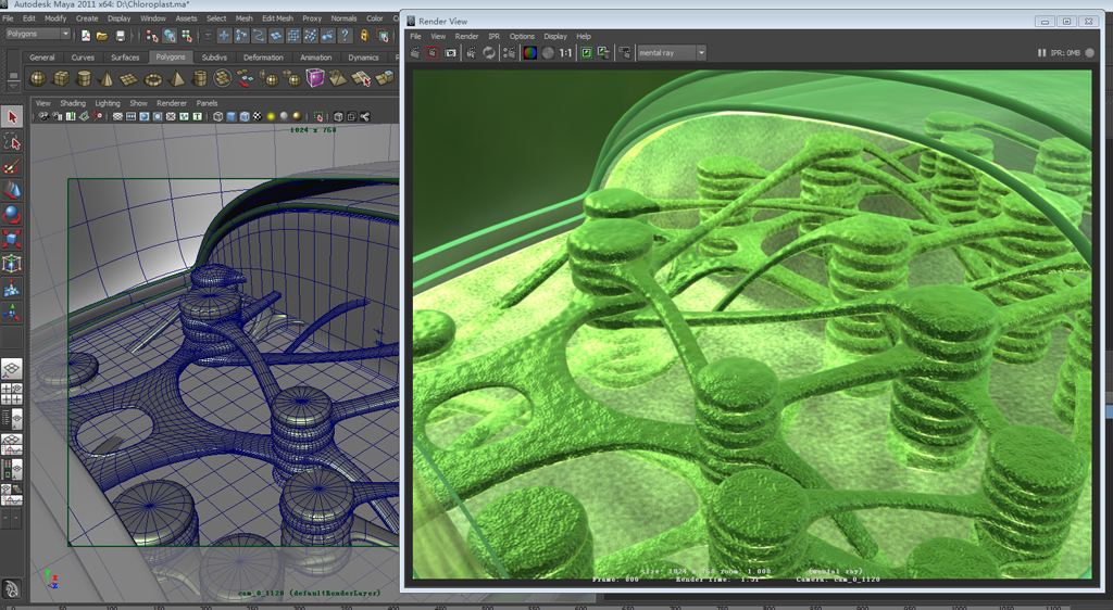 chloroplast chloroplastid stroma 3d model