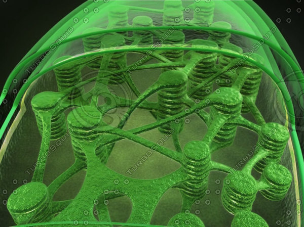 chloroplast chloroplastid stroma 3d model