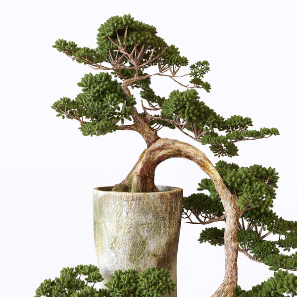 3d model bonsai