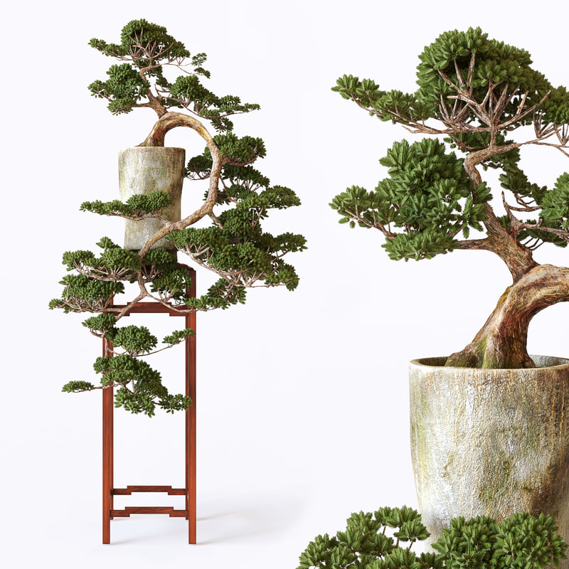 3d model bonsai