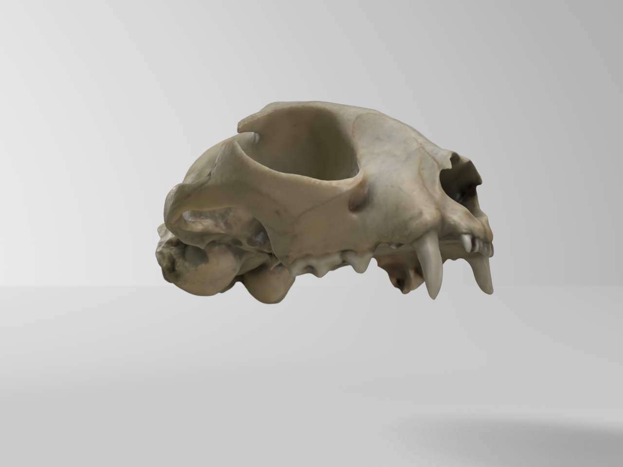 skull domestic cat obj
