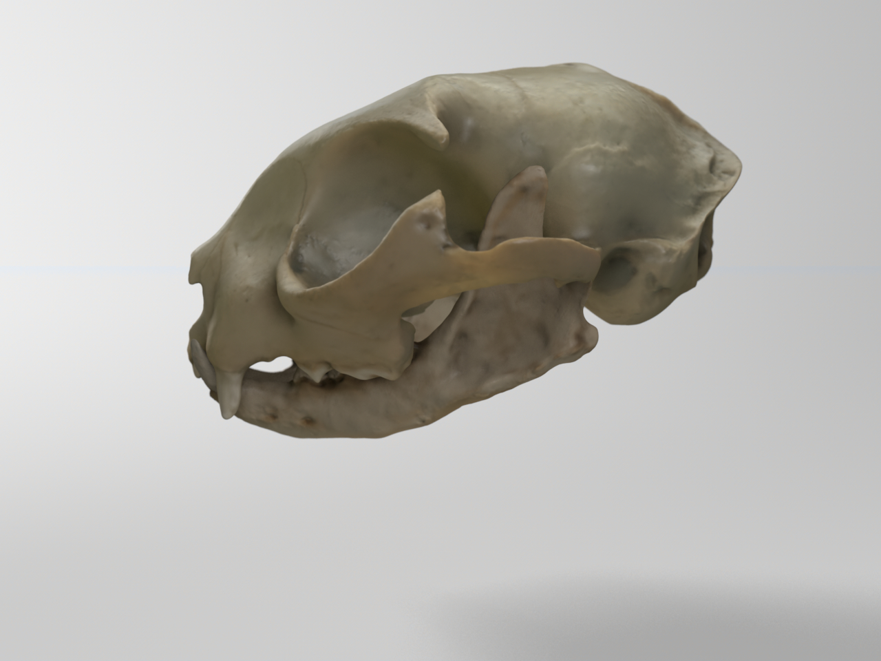 skull domestic cat obj