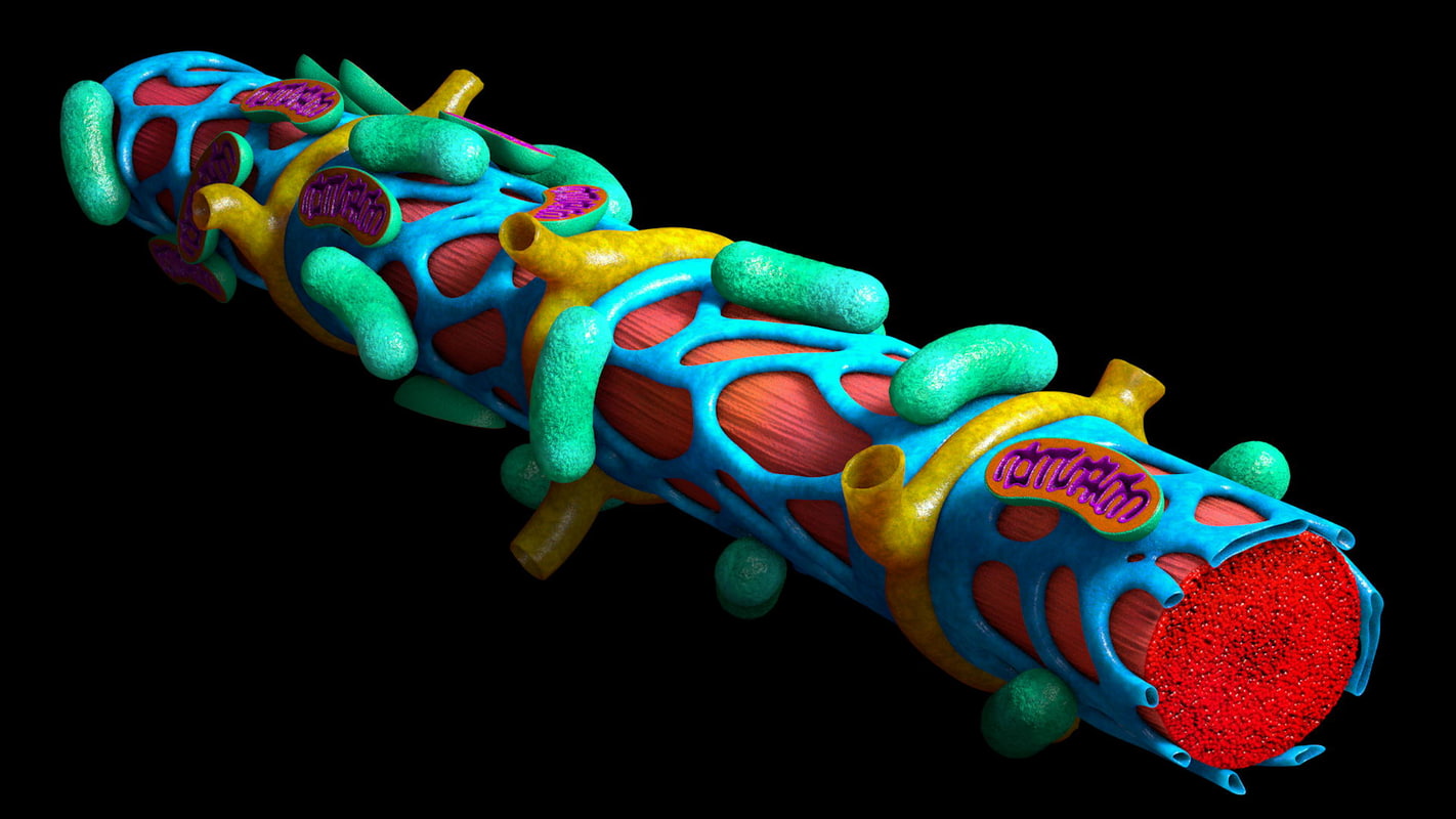 3d muscle fiber model
