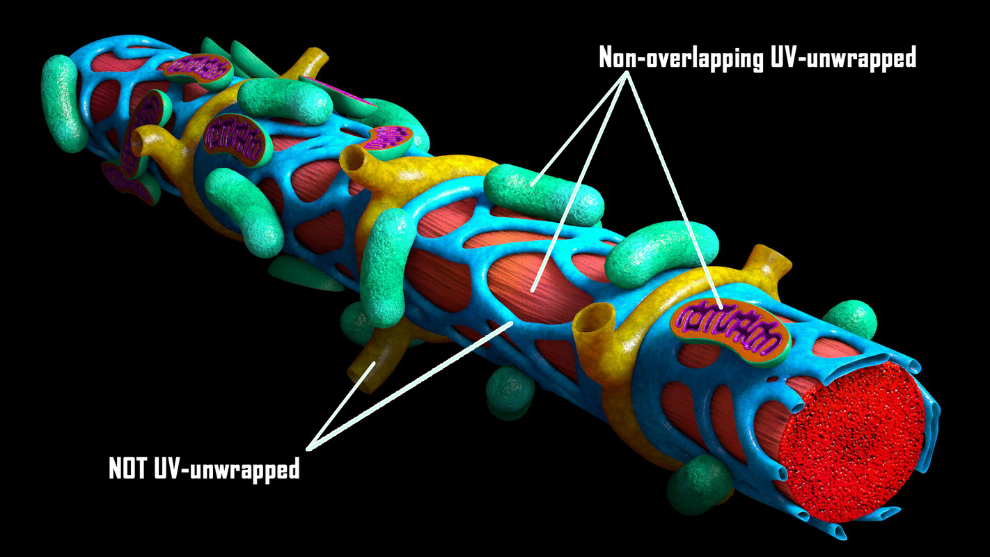 3d muscle fiber model