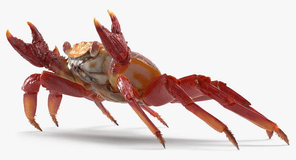 3d red rock crab rigged
