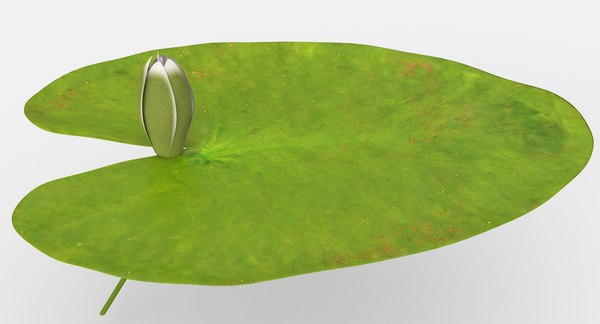 water lily animation 3d model