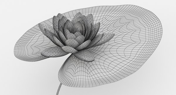water lily animation 3d model