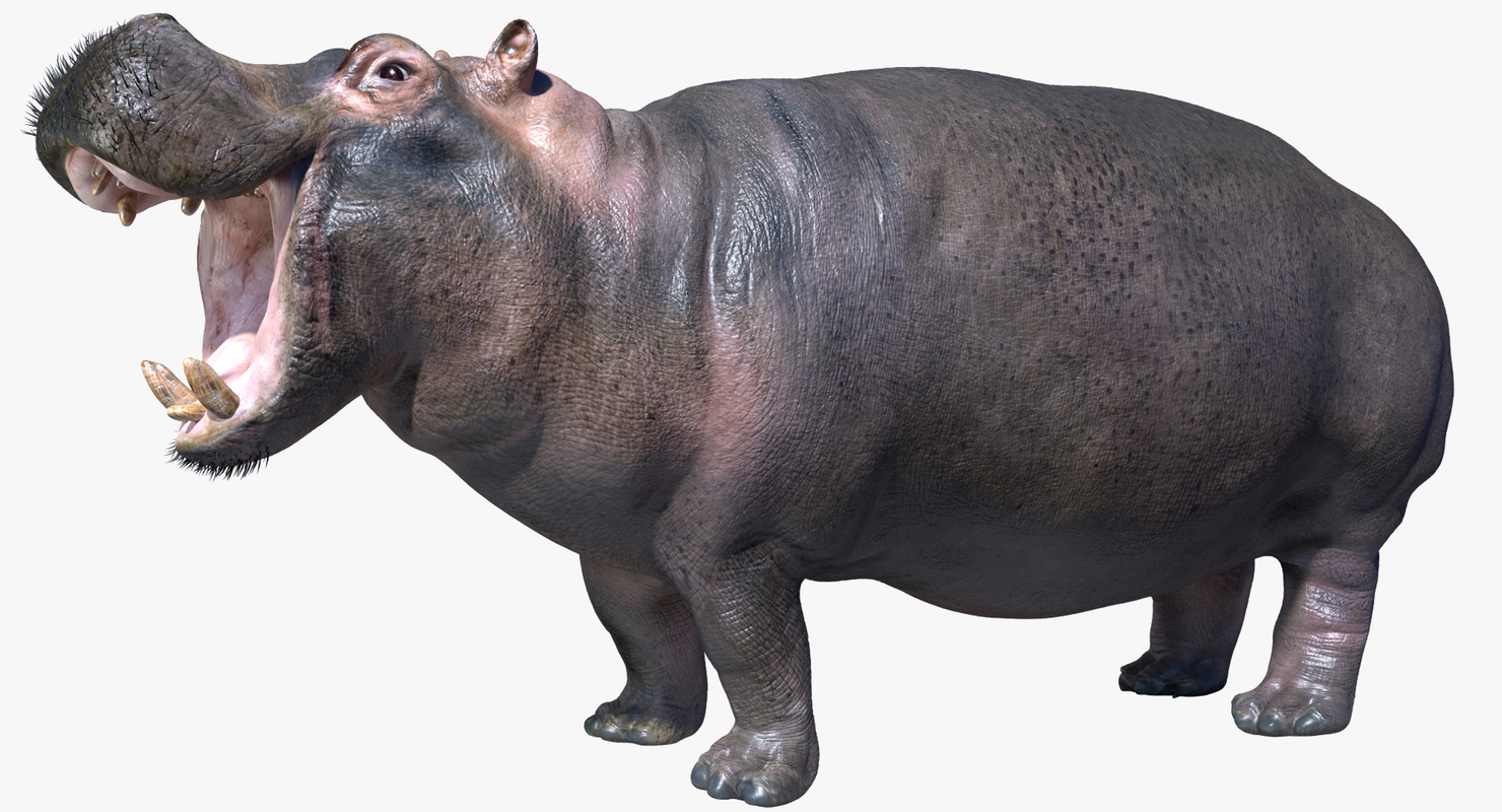 3d hippopotamus rigged model