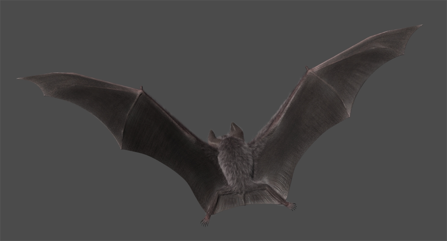 vampire bat 3d model