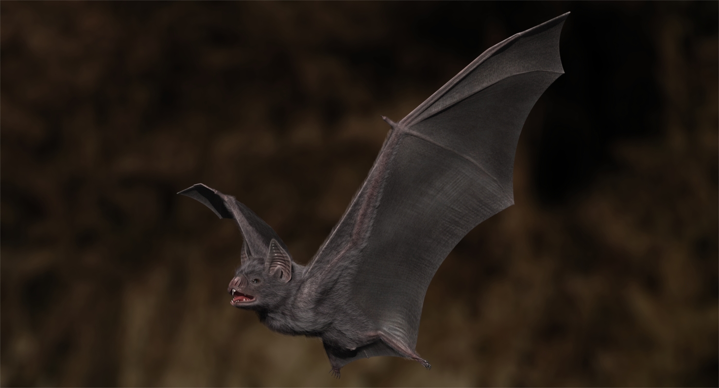 vampire bat 3d model
