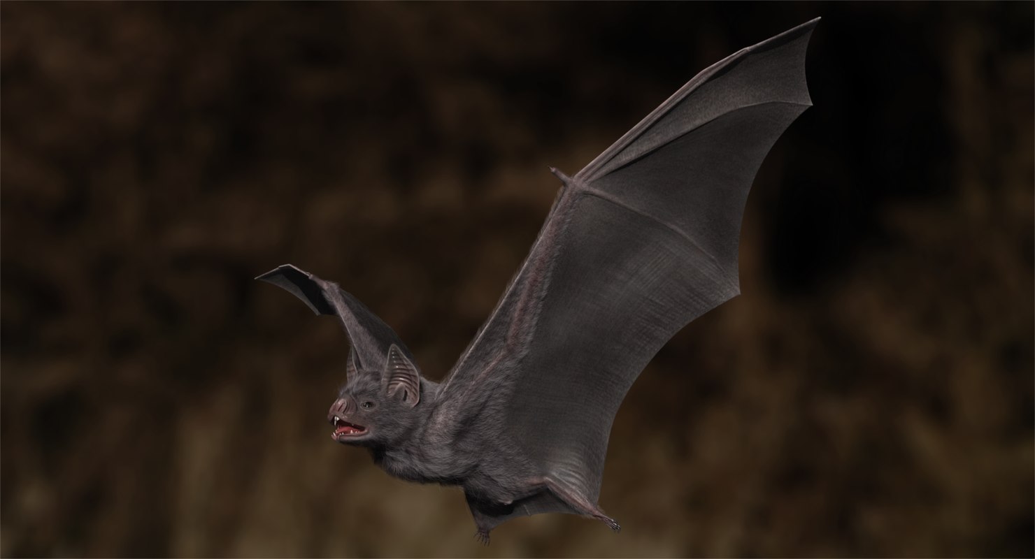 vampire bat 3d model