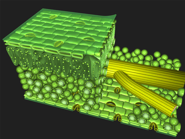 Free 3D Leaf Models | TurboSquid