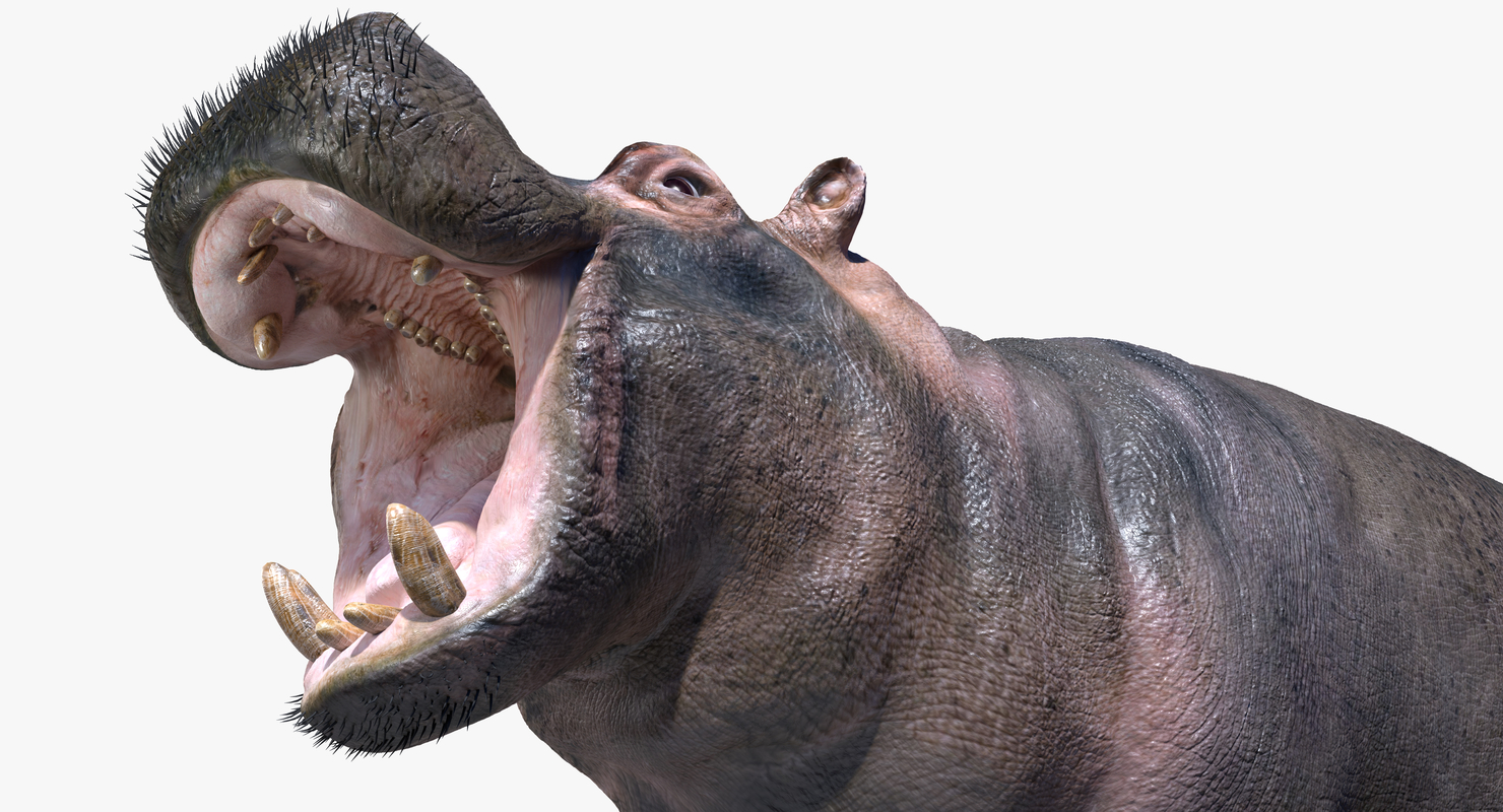 3d hippopotamus rigged model