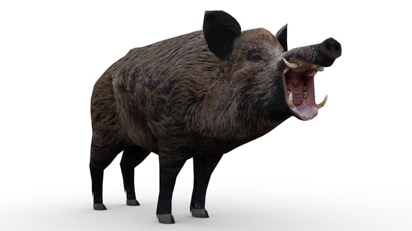 wild boar animations max