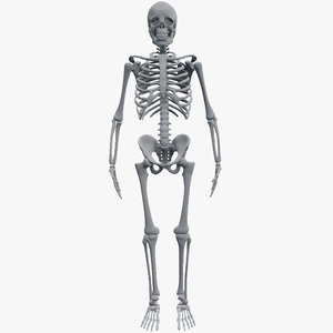 Human Skeleton Blender Models for Download | TurboSquid