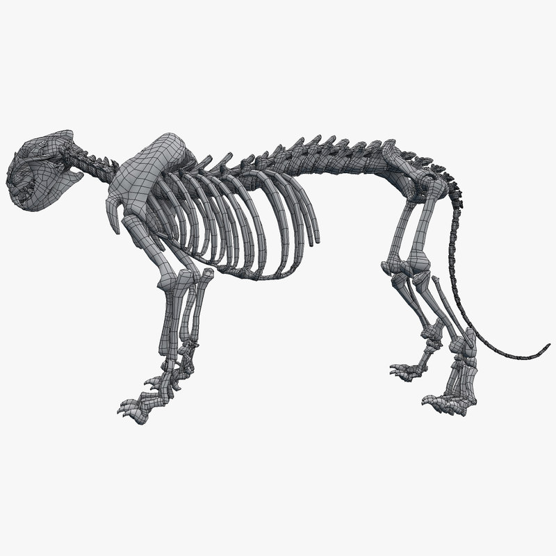 skeleton leopard 3d model