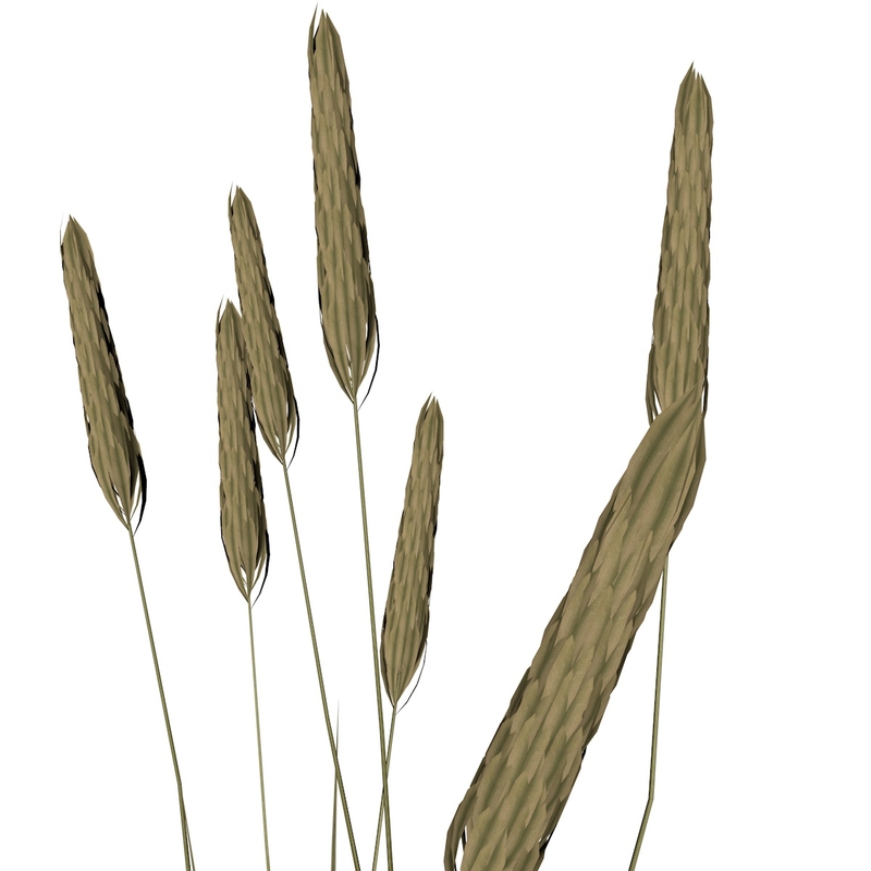 wheat plant 3d model