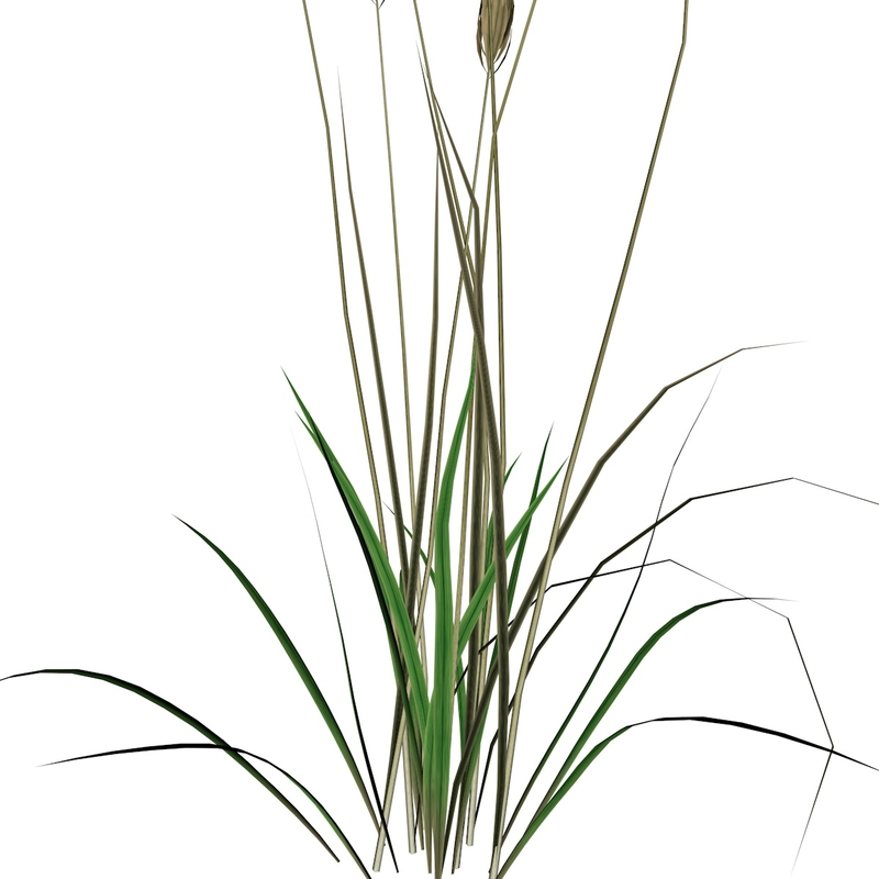 wheat plant 3d model