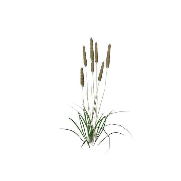 wheat plant 3d model