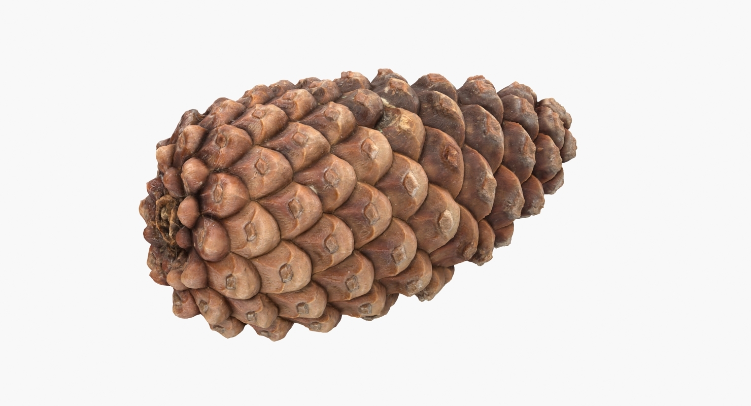 closed pine cone 3ds