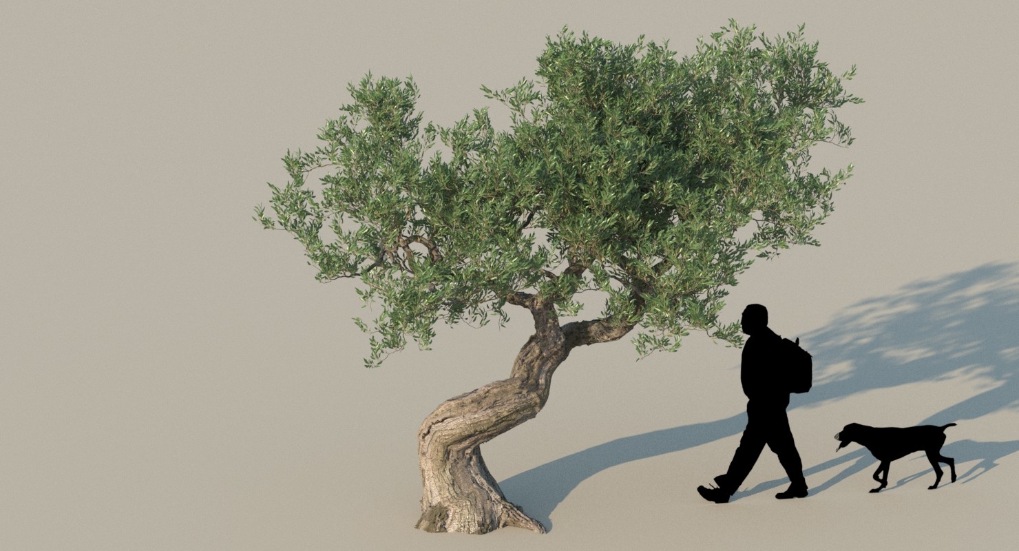 olive tree 3d max