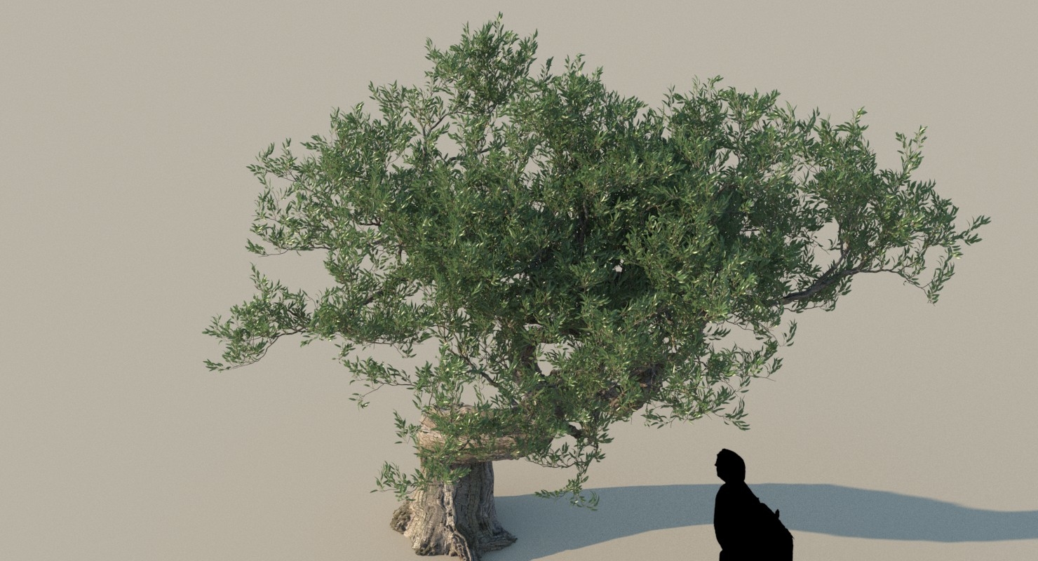 olive tree 3d max