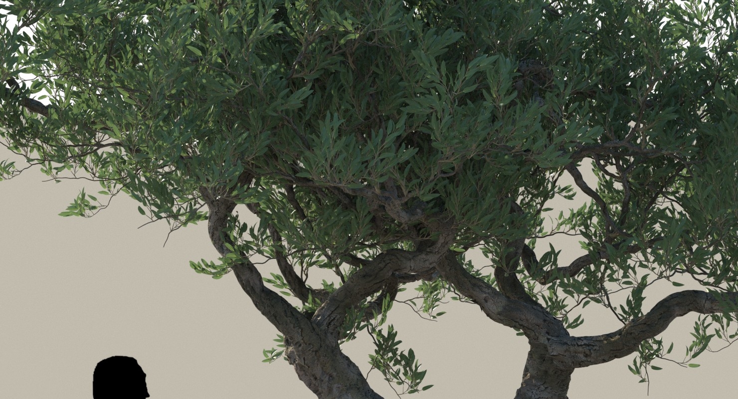 olive tree 3d max