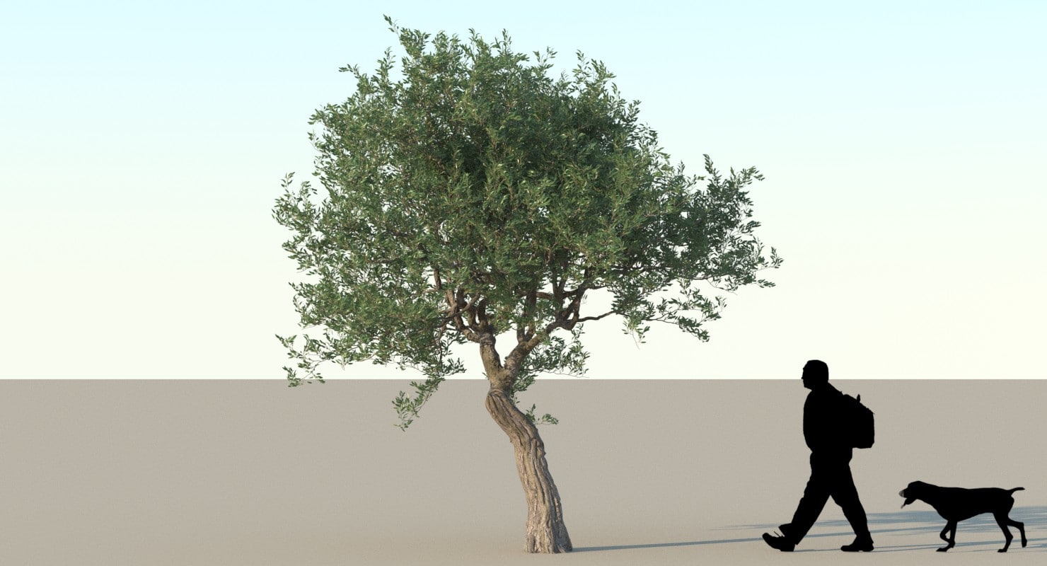3d model olive tree